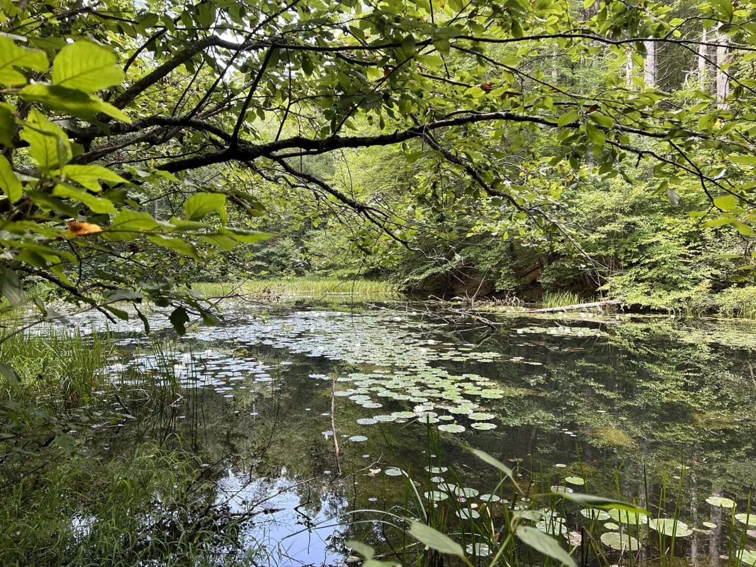 Fall Hiking Series: Holmes Educational State Forest - Conserving Carolina