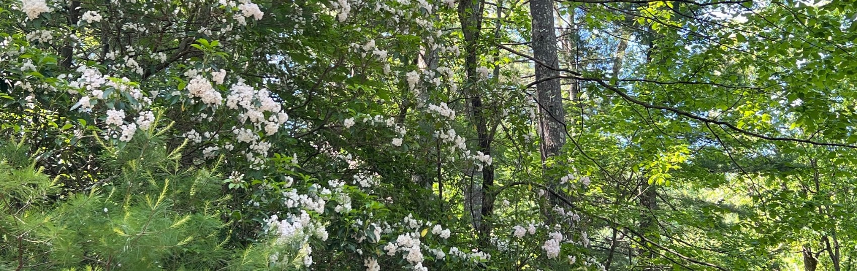 Bell Park - Conserving Carolina