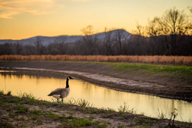 Kings Bridge Wildlife Conservation Area - Conserving Carolina