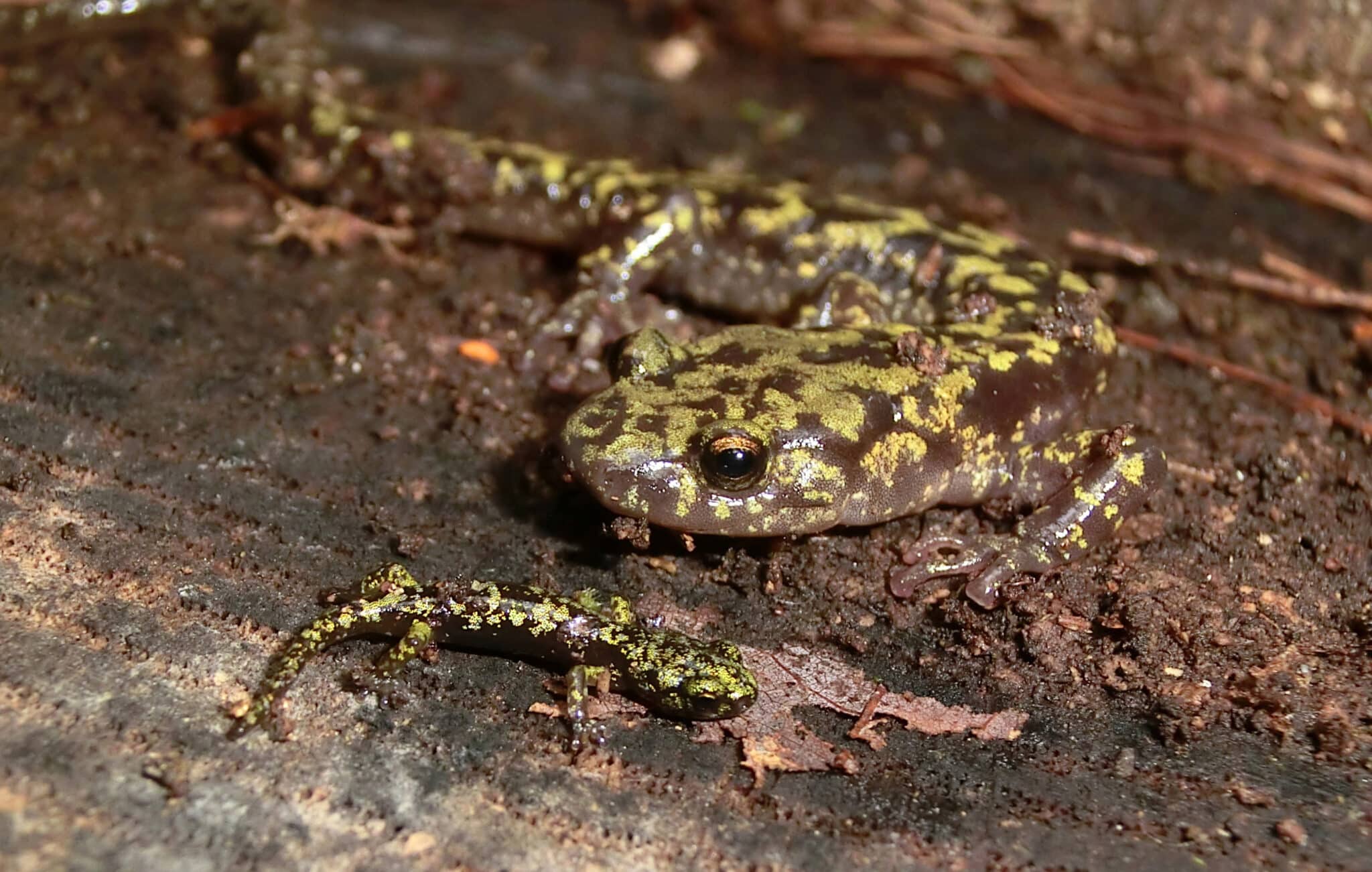 Green River Library Speaker Series: The Salamanders of western North ...
