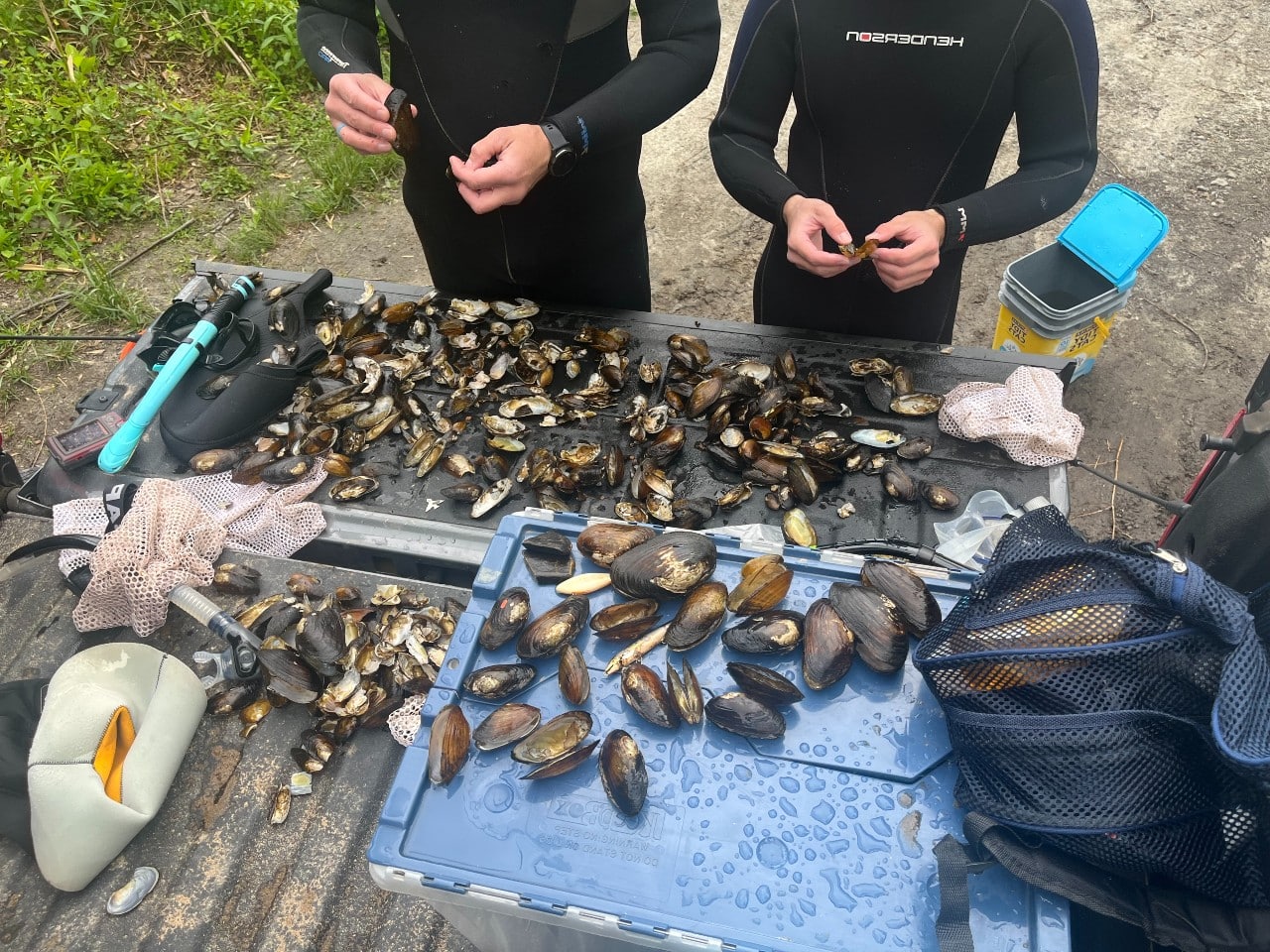 Endangered and Threatened Freshwater Mussels Impacted By Post-Helene ...