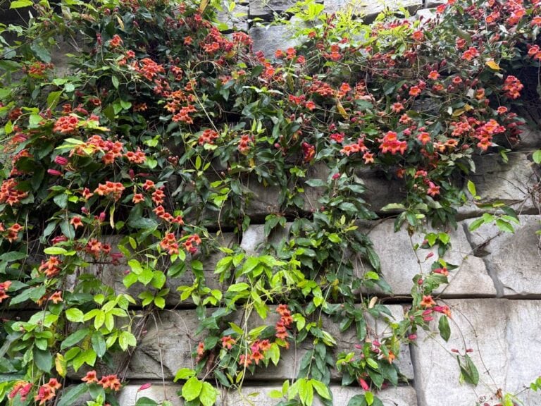 All About Vines: Which Ones to Put in Your Yard, and Which Ones to ...