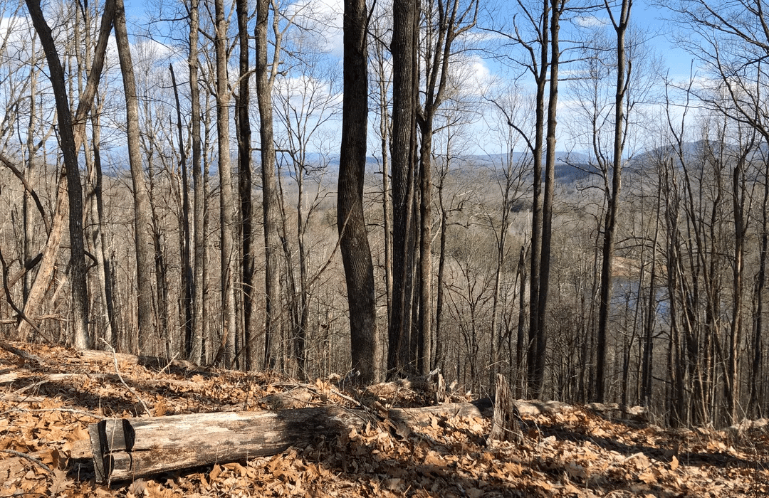 White Squirrel Hiking Challenge 8 - Conserving Carolina