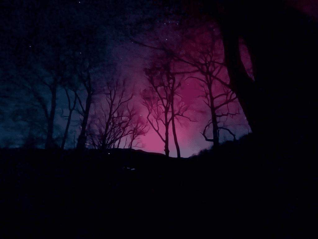 Winter Solstice Forest Bathing - Conserving Carolina