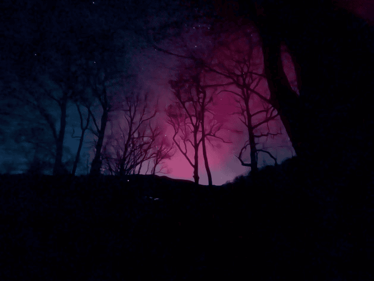 Winter Solstice Forest Bathing - Conserving Carolina