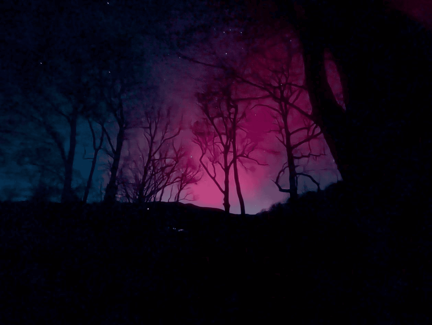 Winter Solstice Forest Bathing - Conserving Carolina