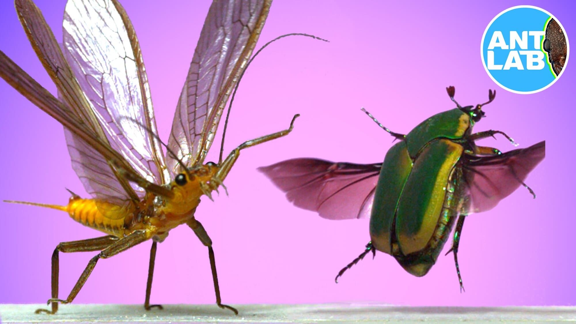 Walnut Creek Preserve Speaker Series: Bugs in Motion - Filming Insects ...
