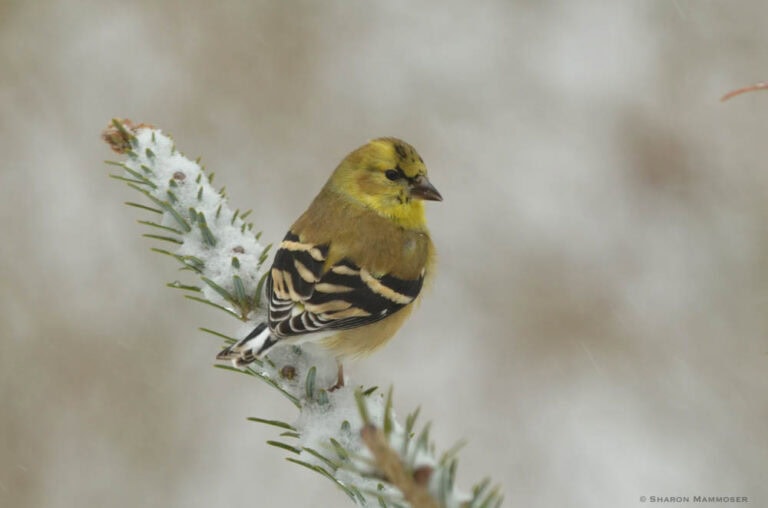 How to Attract Goldfinches to Your Yard - Conserving Carolina